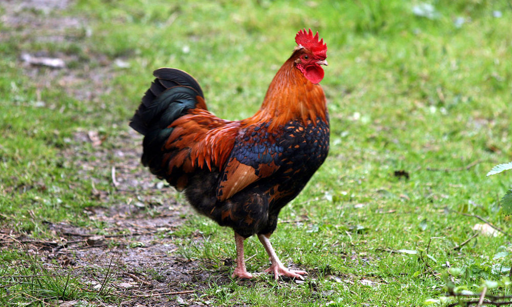 Podcast Choses à Savoir Pourquoi dit-on «comme un coq en pâte»